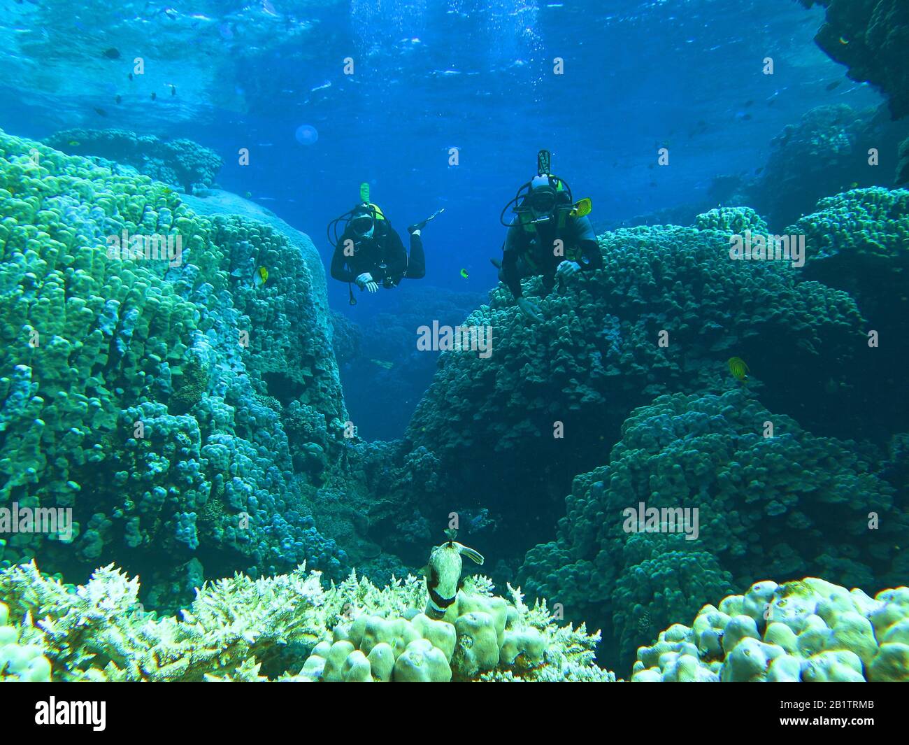 Taucher unterwasserfoto hi-res stock photography and images - Alamy