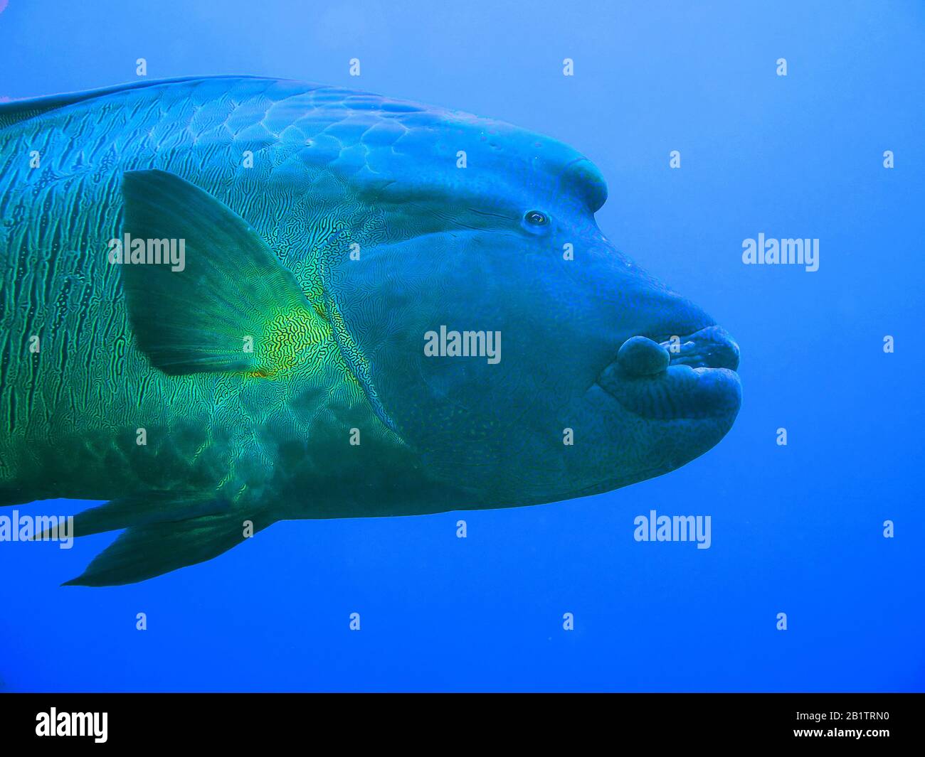 Napoleon fisch hi-res stock photography and images - Alamy