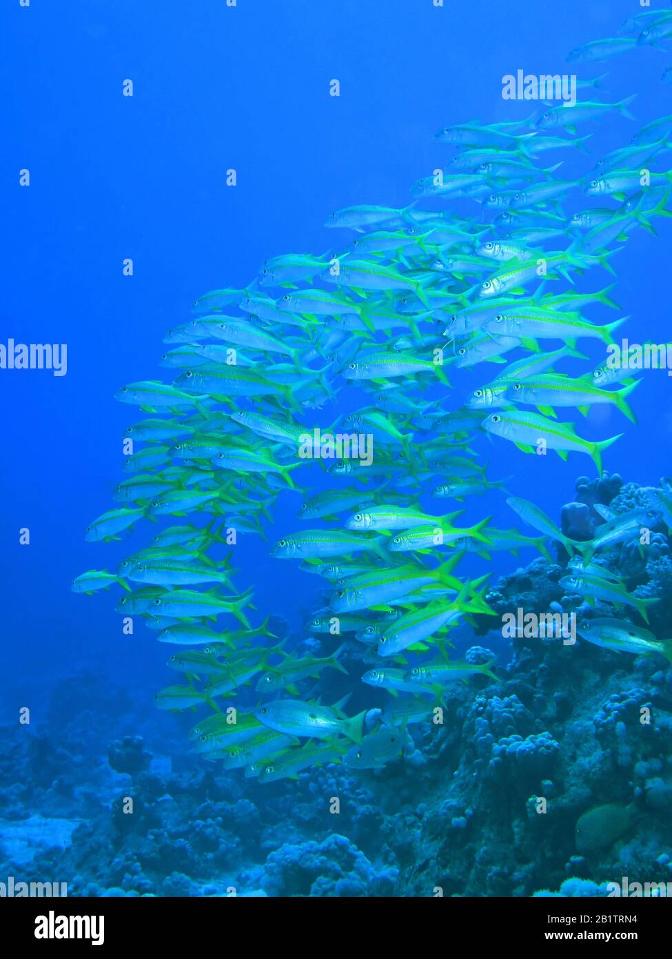 Schnapper hi-res stock photography and images - Alamy