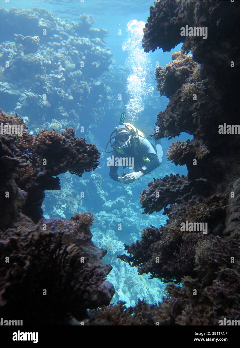 Rotes meer riff hi-res stock photography and images - Alamy