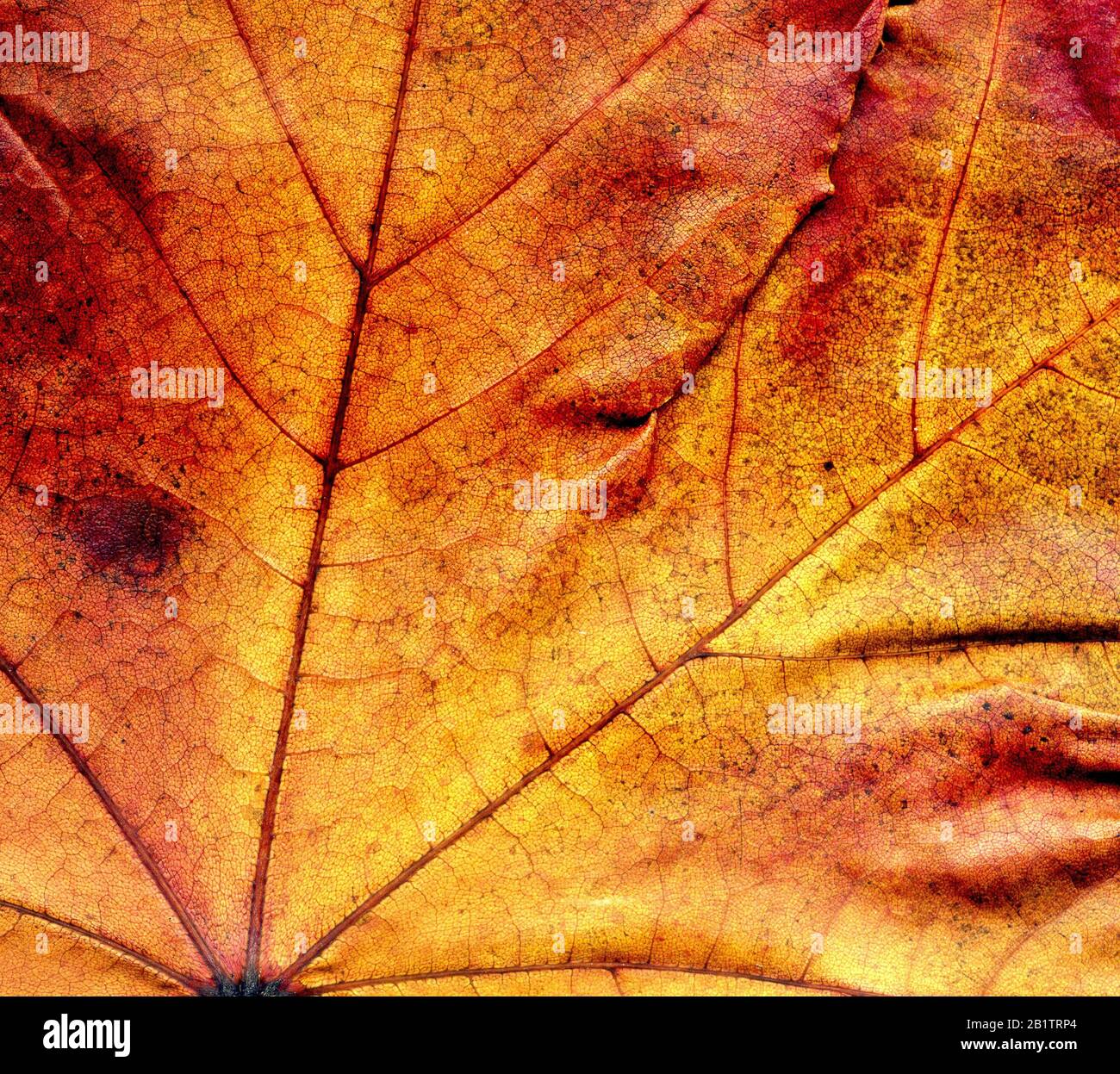 Highly detailed Autumn Maple leaf texture, macro background Stock Photo ...