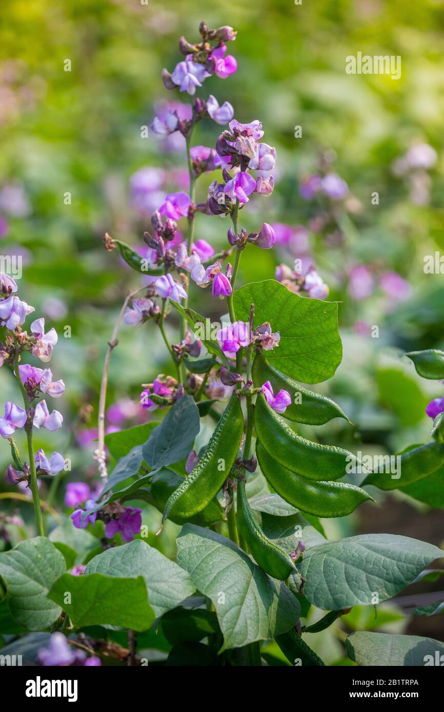 Seim beans hi-res stock photography and images - Alamy