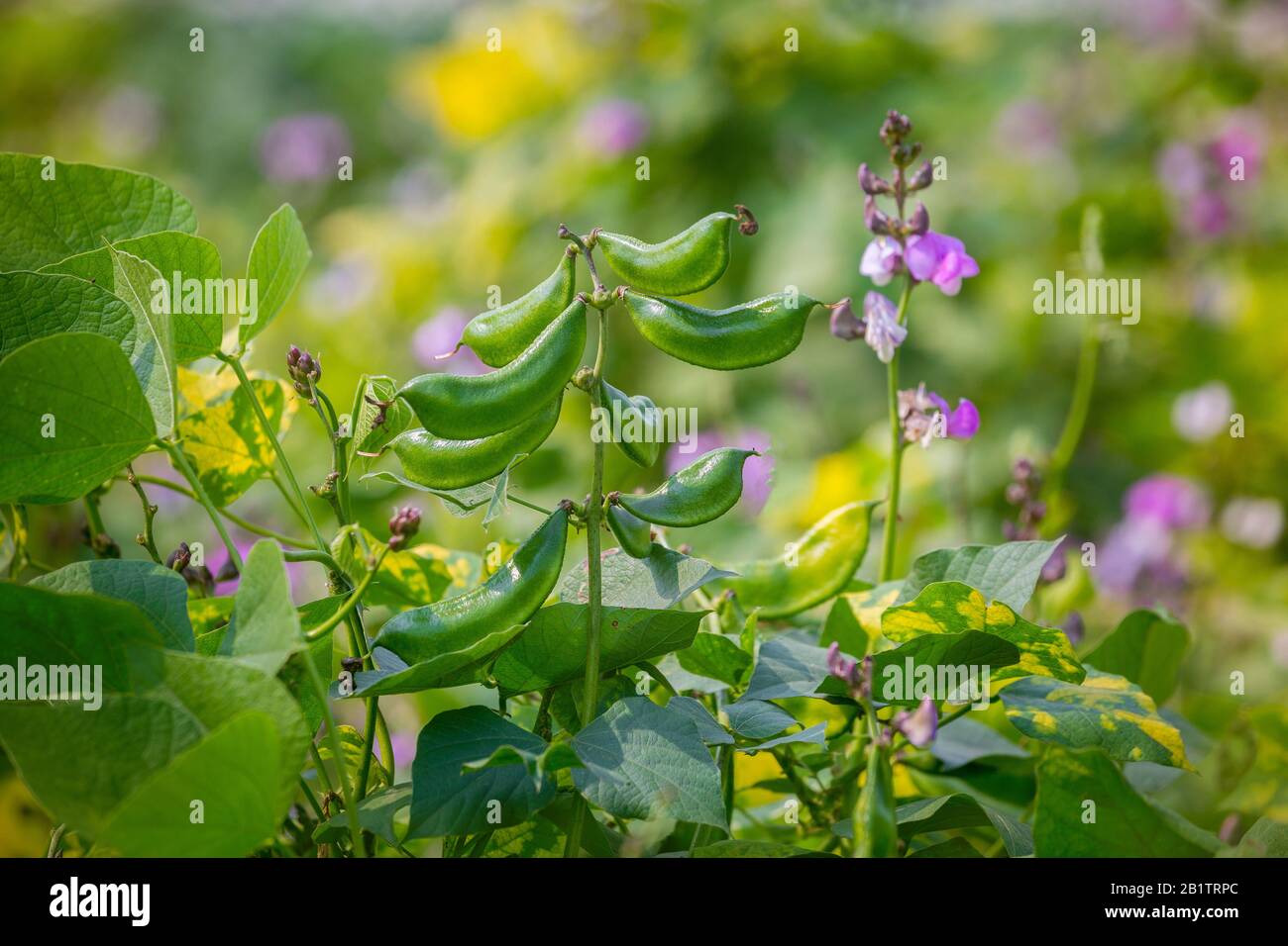 Seim beans hi-res stock photography and images - Alamy