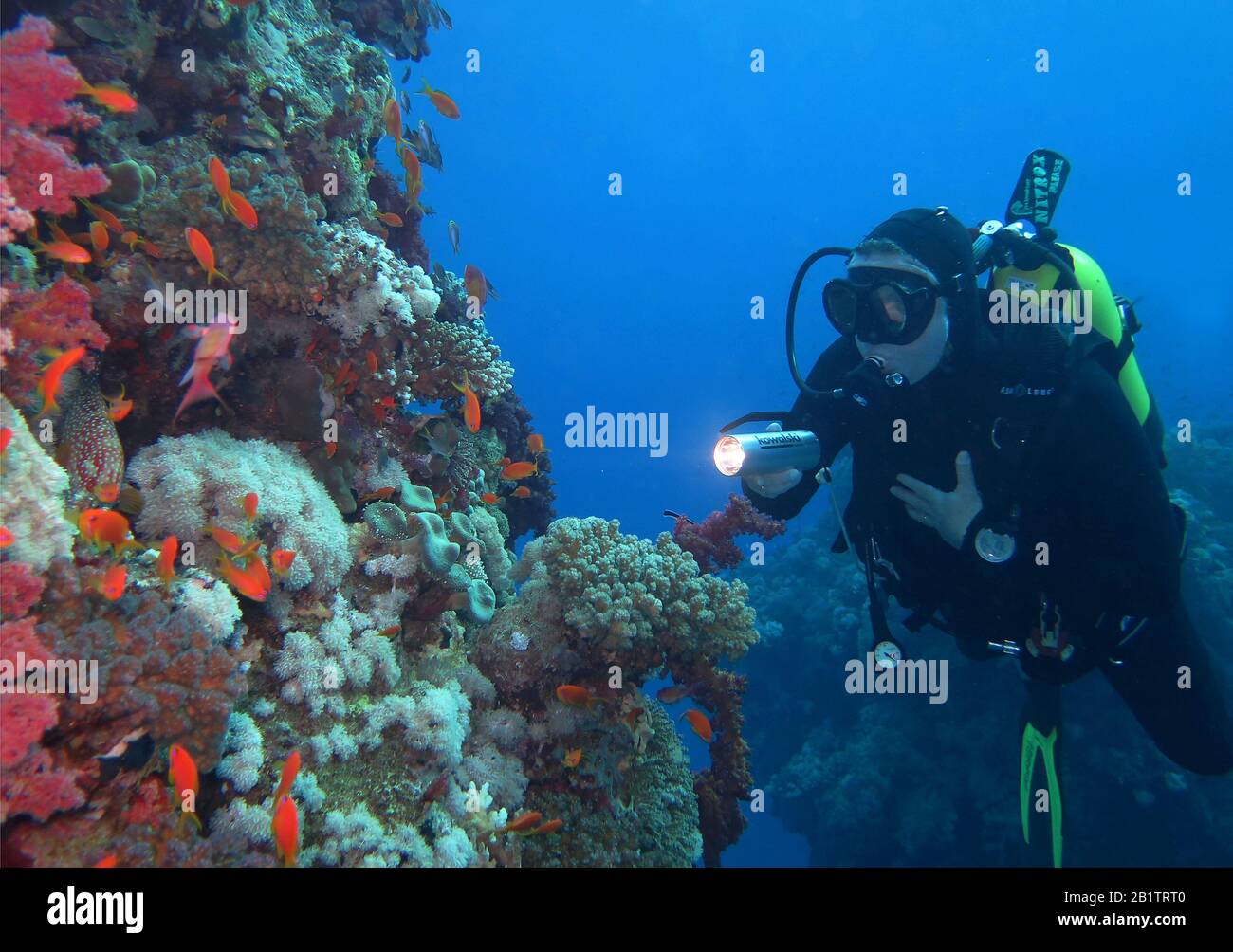 Taucher, Korallenriff, St. Johns Riff, Rotes Meer, Aegypten Stock Photo ...