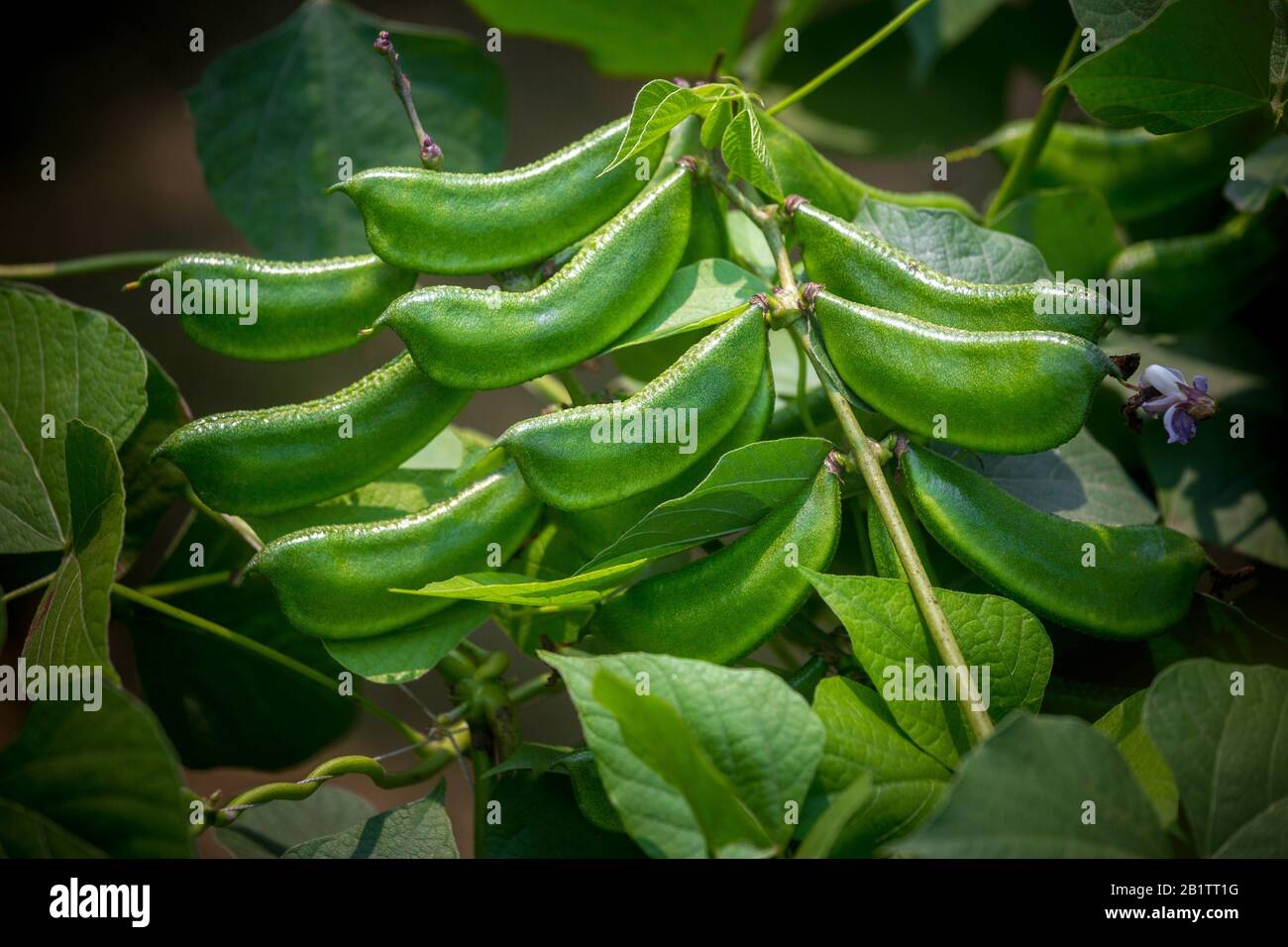 Hyacinth bean is commonly known as seim in Bangladesh Stock Photo - Alamy