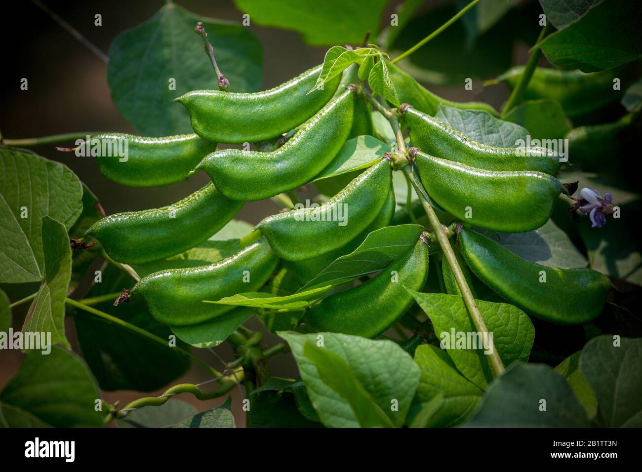 Hyacinth bean is commonly known as seim in Bangladesh Stock Photo - Alamy