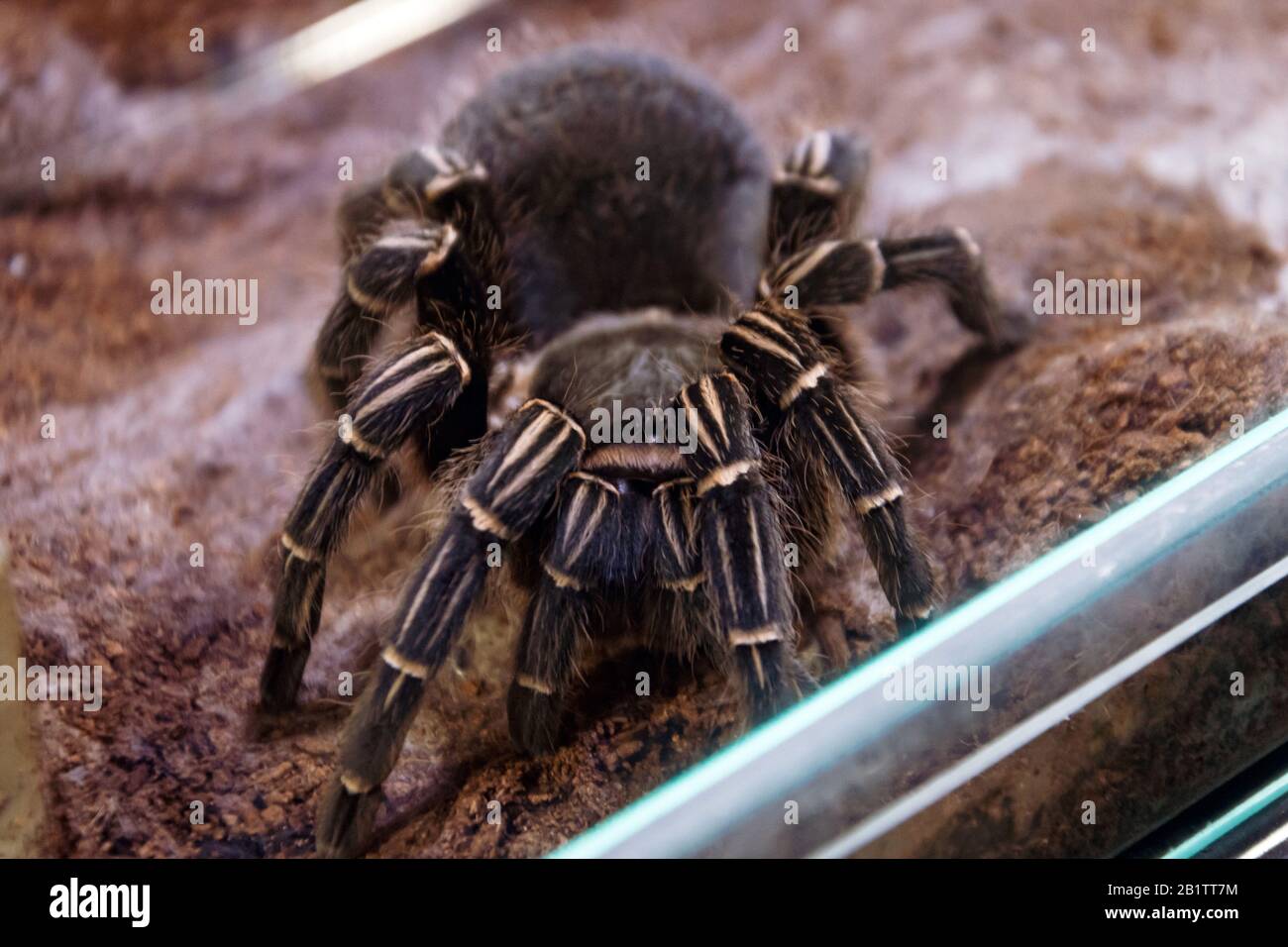 Brazilian whiteknee tarantula spider sits on the ground Stock Photo - Alamy