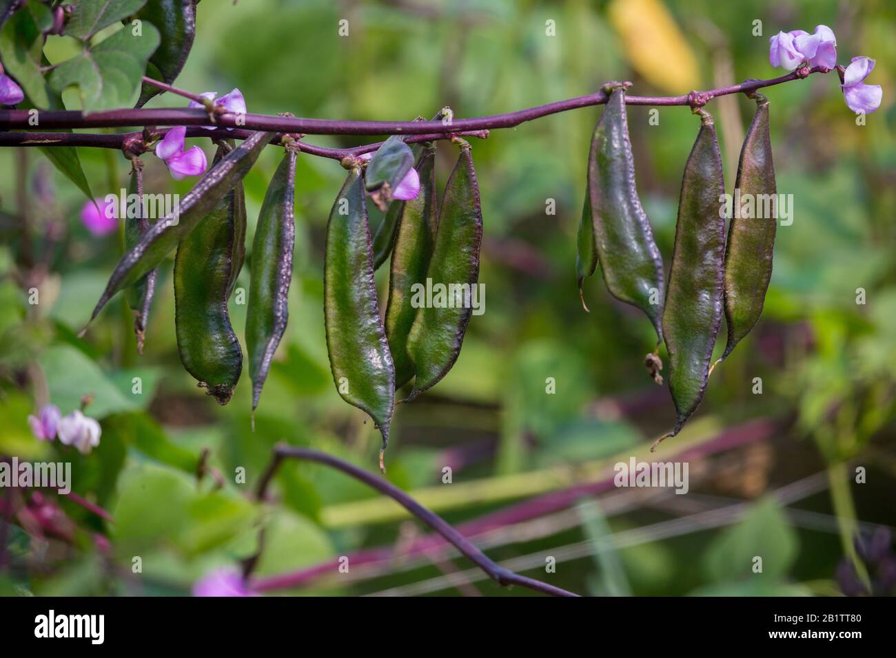 These beautiful purple-green Hyacinth beans are ready to be picked at ...