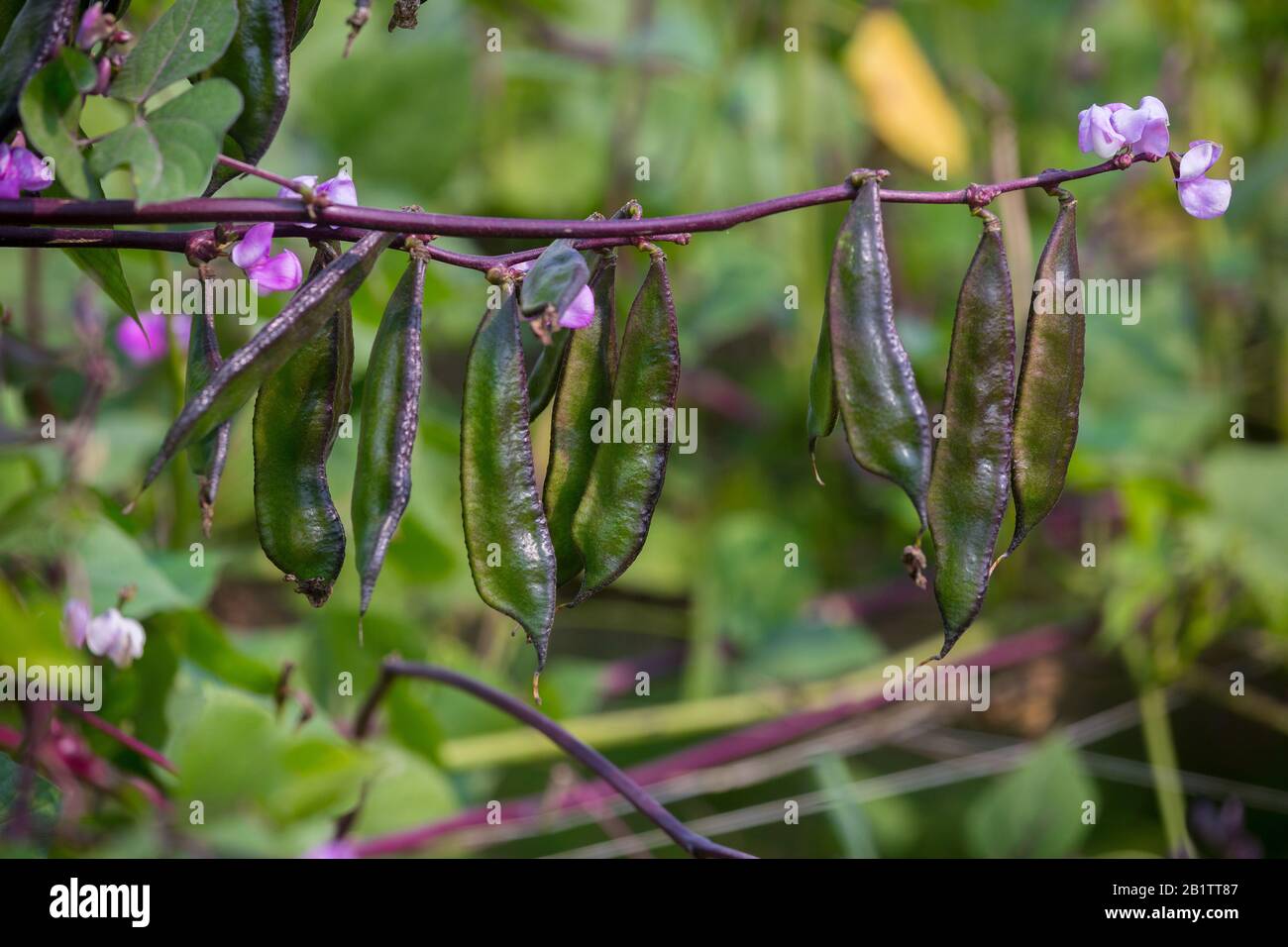 These beautiful purple-green Hyacinth beans are ready to be picked at ...