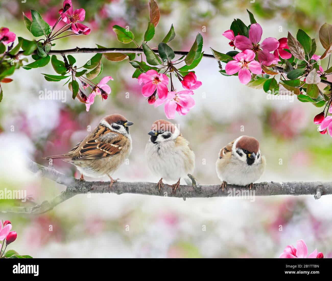 natural background with three funny birds sparrows sit on a branch of ...
