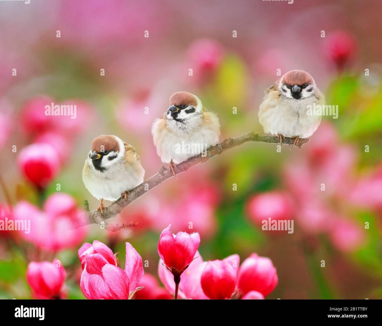Three sparrows hi-res stock photography and images - Alamy
