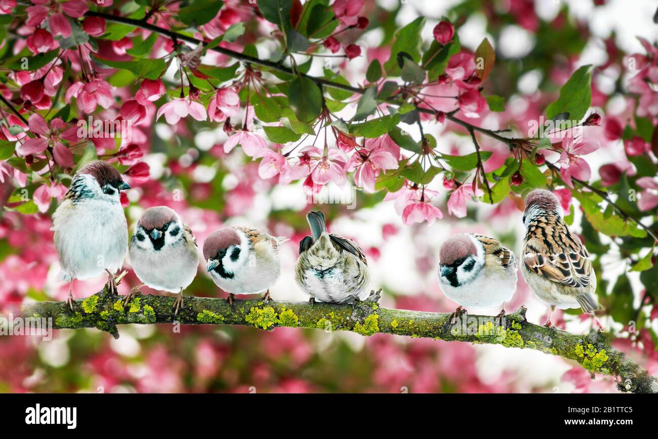 natural background with many birds sitting on a branch in a blooming ...