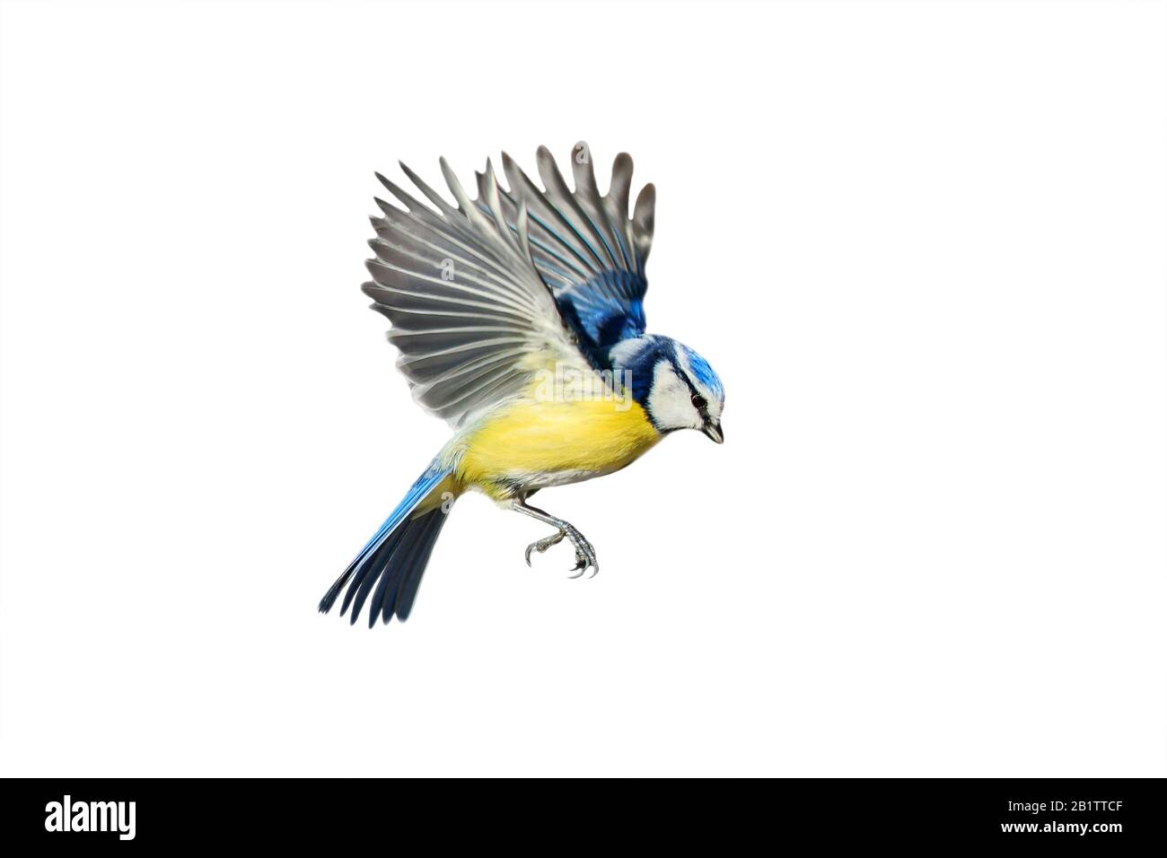 singing little bird azure flies spreading its wings and feathers on a ...