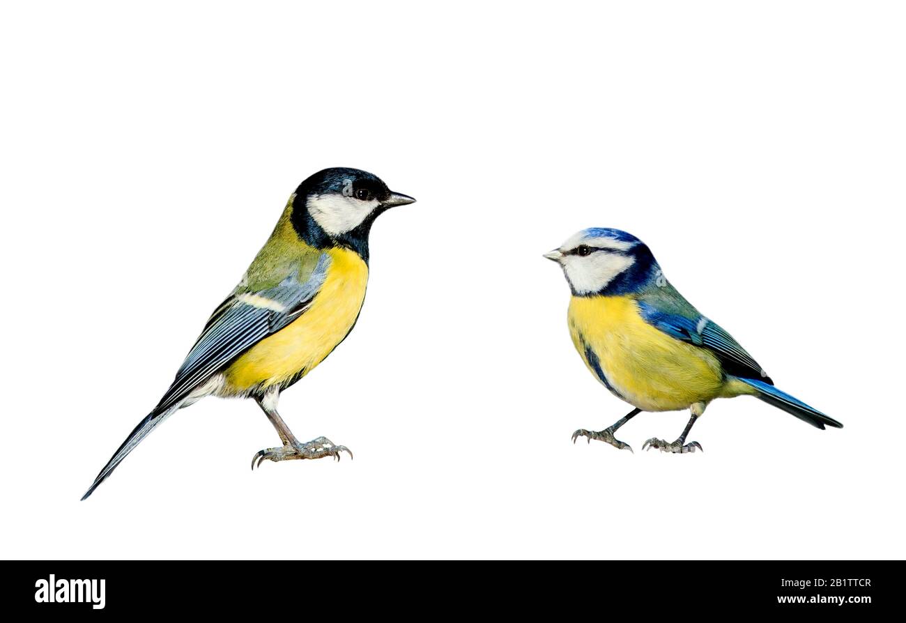 two songbirds tit and azure stand on the ground white isolated ...