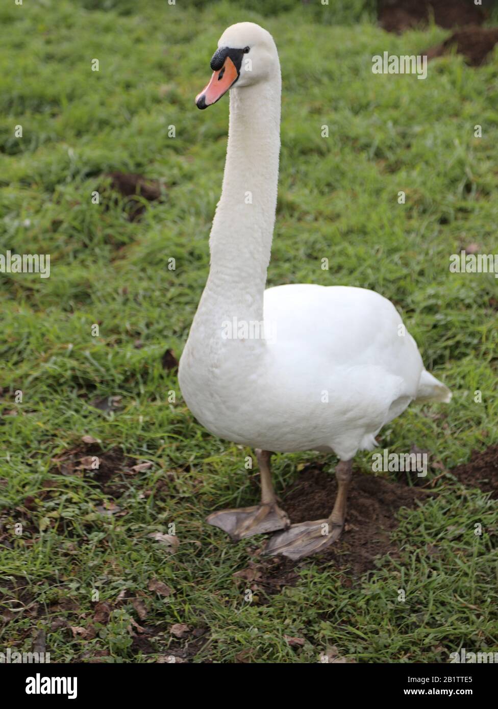 Big white swan hi-res stock photography and images - Alamy
