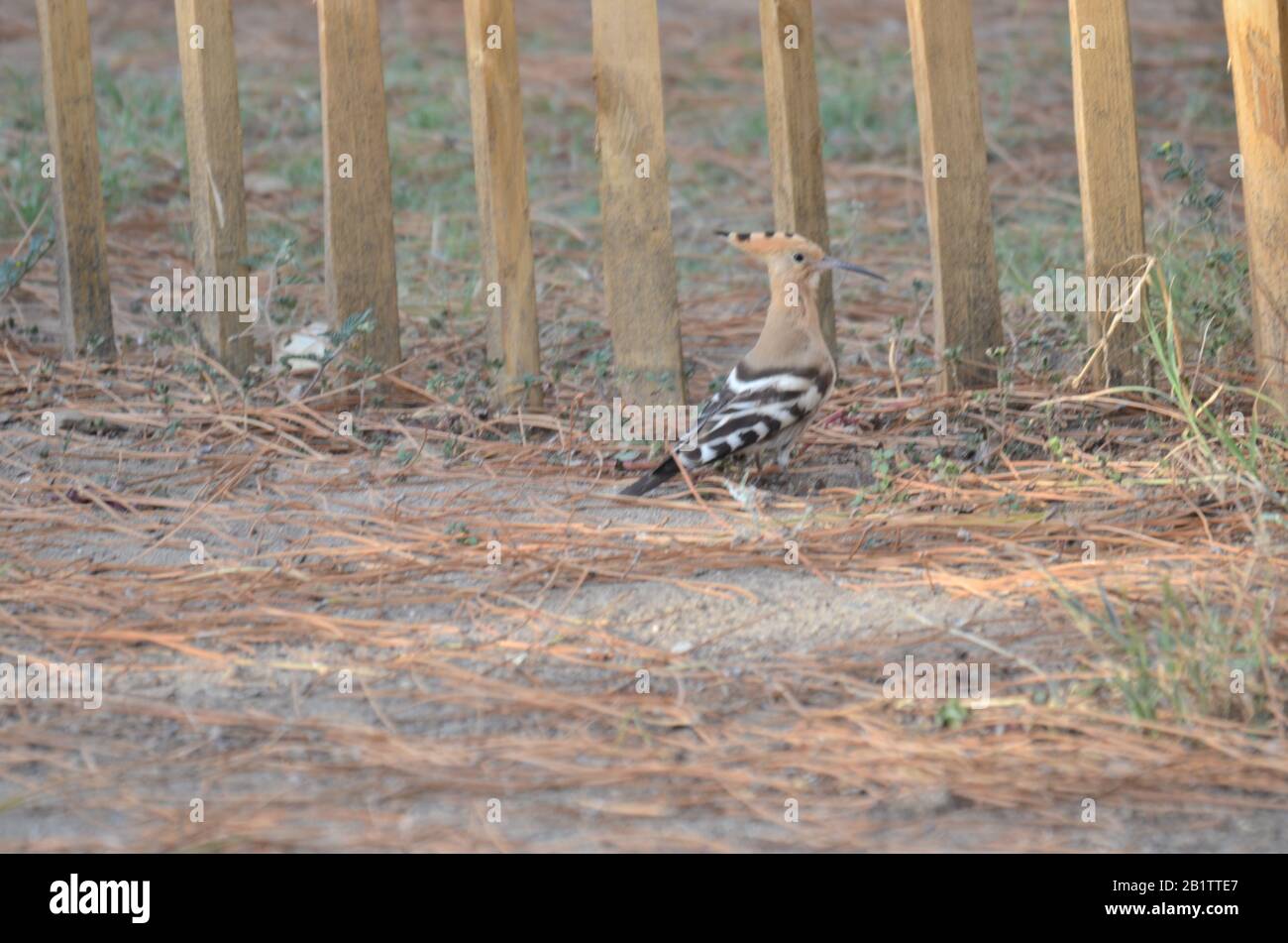 Crested hoopoe hi-res stock photography and images - Alamy