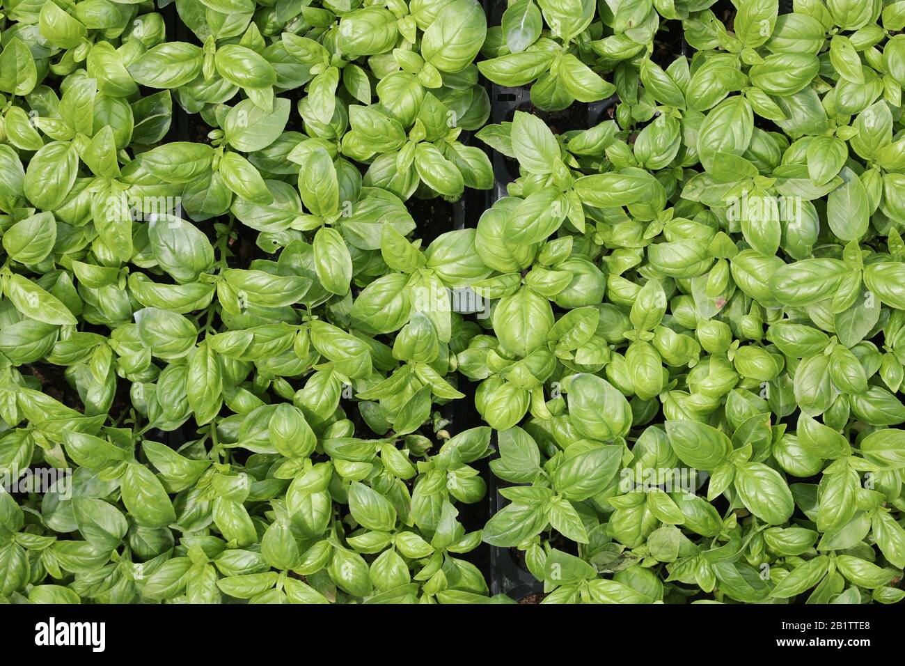 wide background of fresh small basil leaves for sale at the market ...