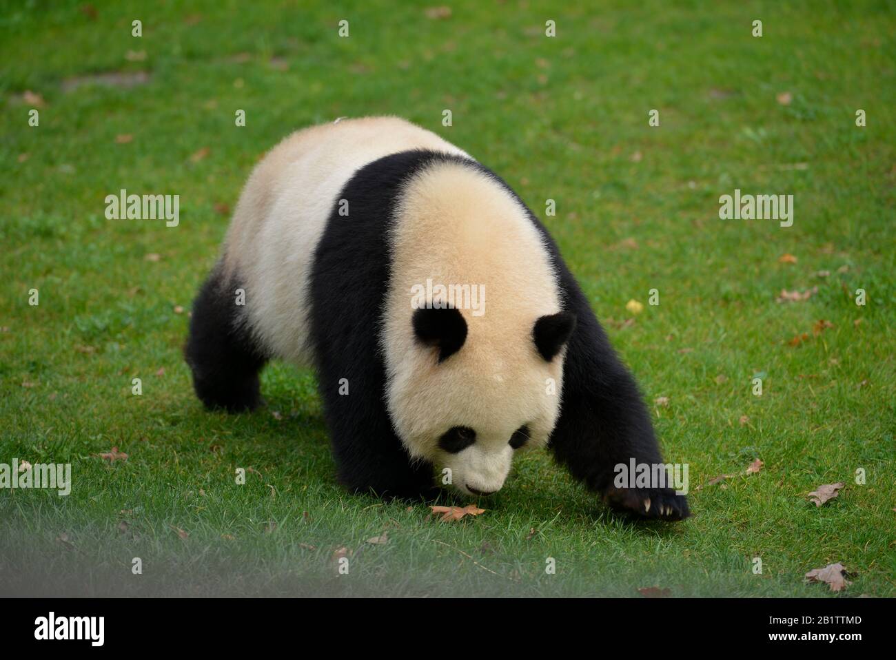 Meng meng panda hi-res stock photography and images - Alamy
