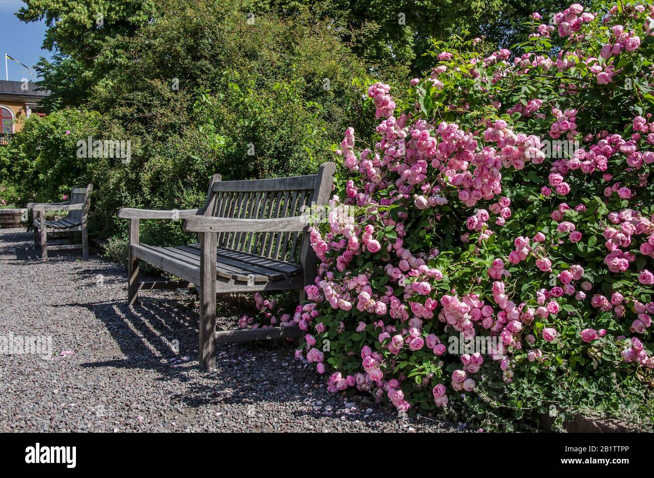 Beautiful bench near the roses during sunny day, Sweden. Rose garden in ...