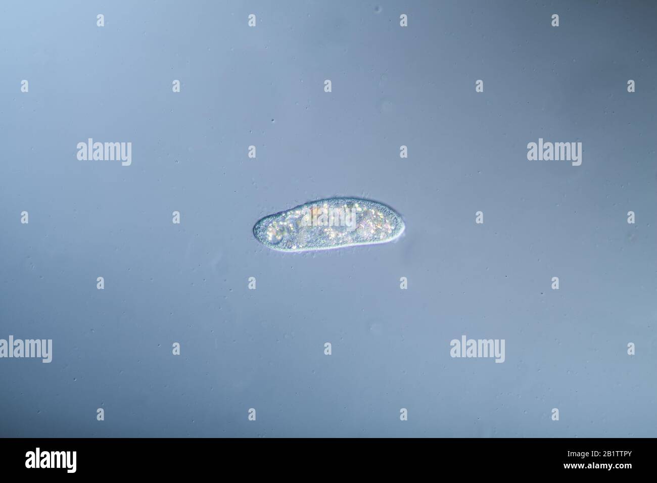 Slipper crayfish hi-res stock photography and images - Alamy
