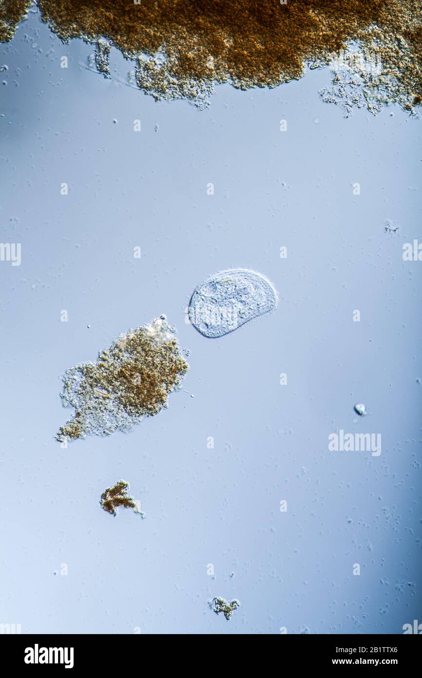 Ciliates foraging in drops of water Stock Photo - Alamy