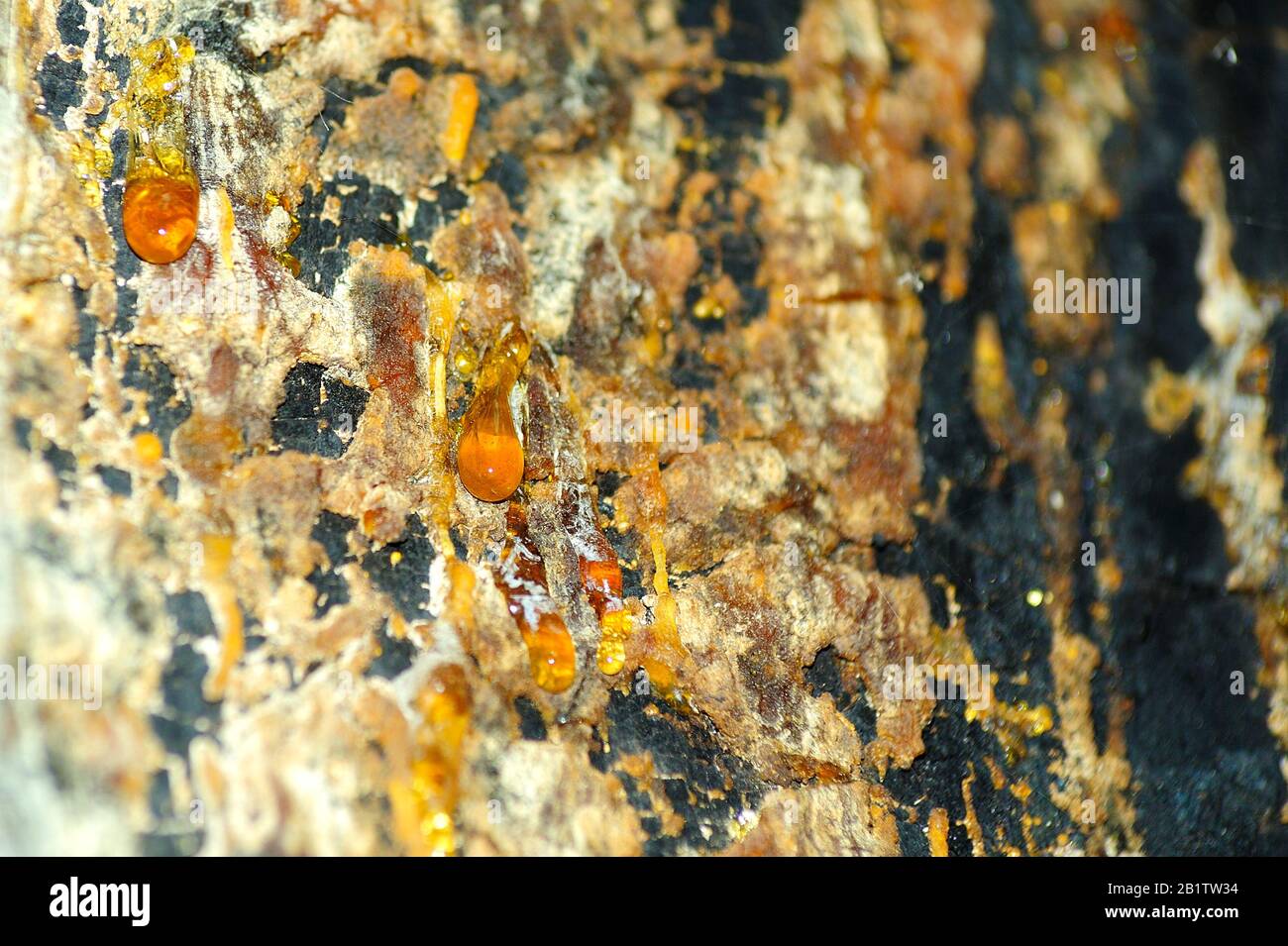 Sap tree hi-res stock photography and images - Alamy