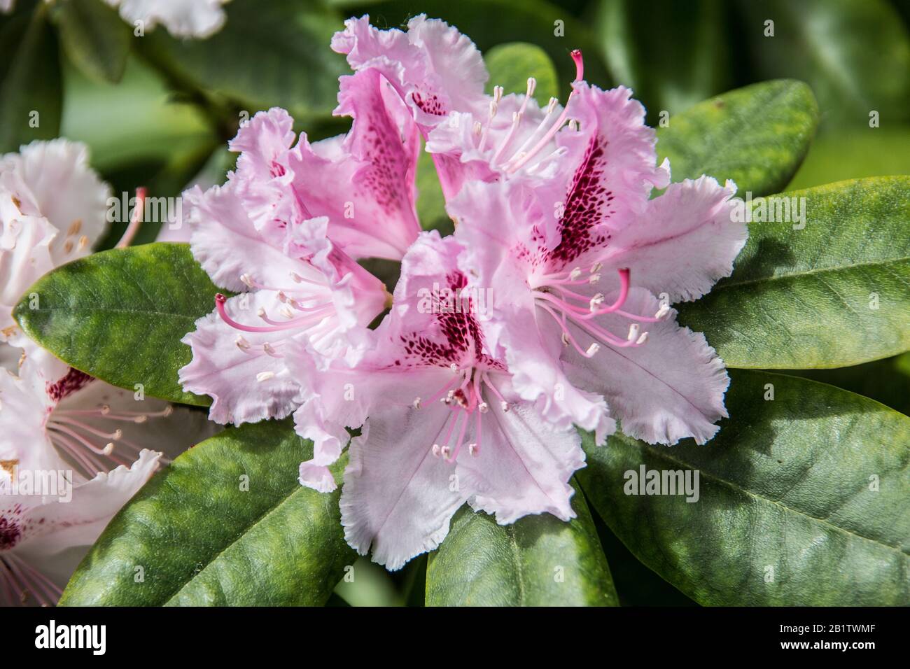 Azalea tree in bloom Stock Photo - Alamy