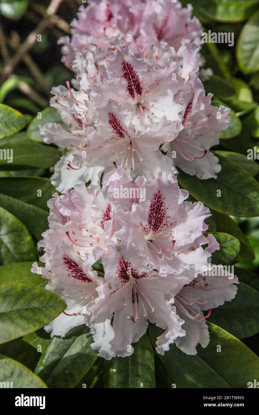 Azalea tree in bloom Stock Photo - Alamy