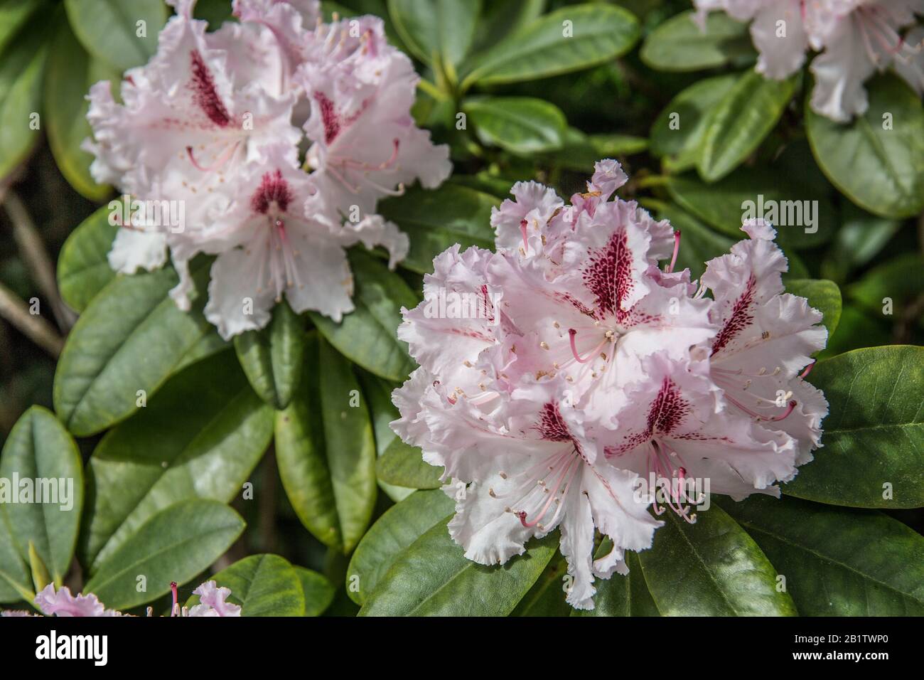 Azalea tree in bloom Stock Photo - Alamy