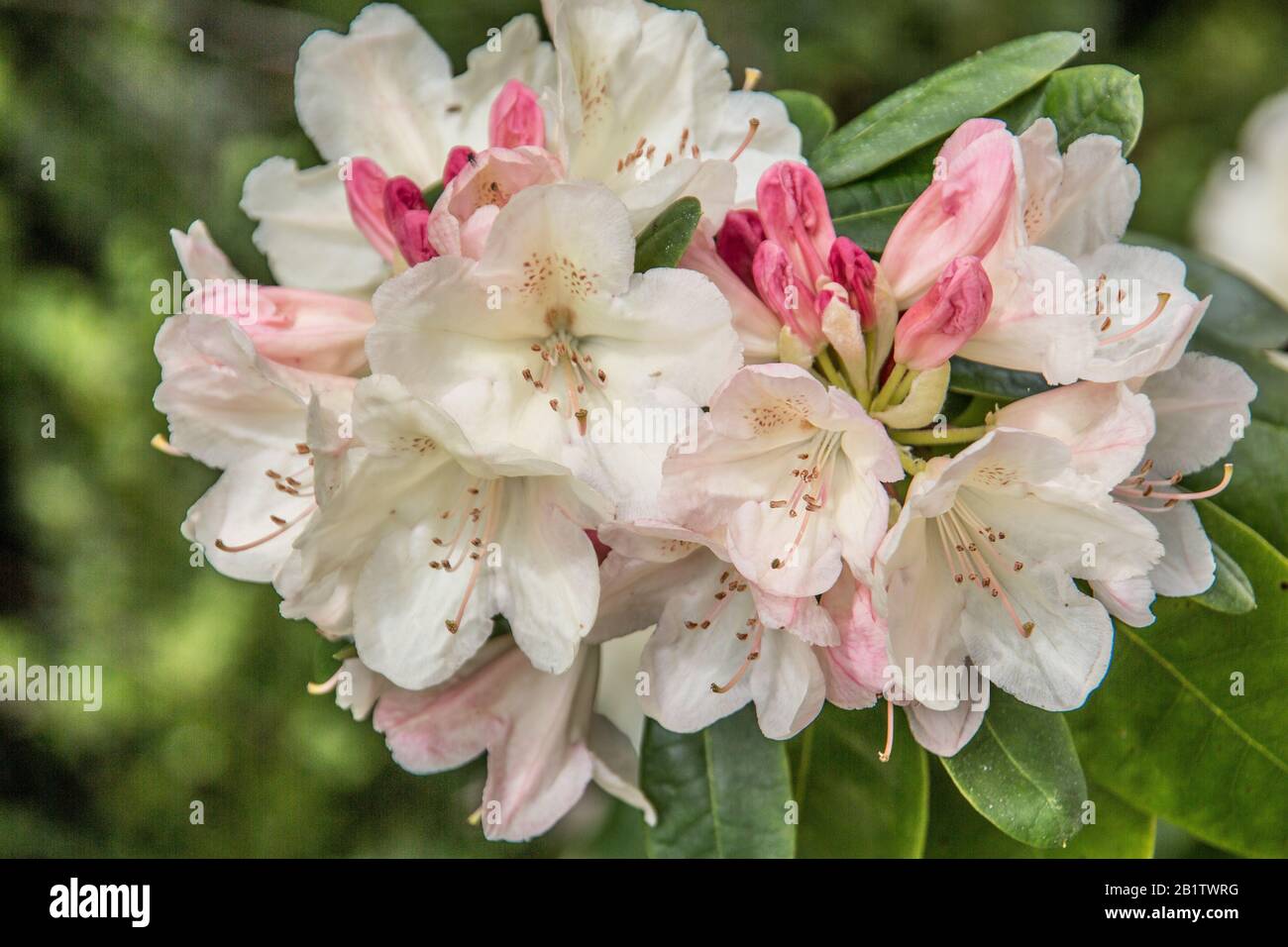 Azalea tree in bloom Stock Photo - Alamy