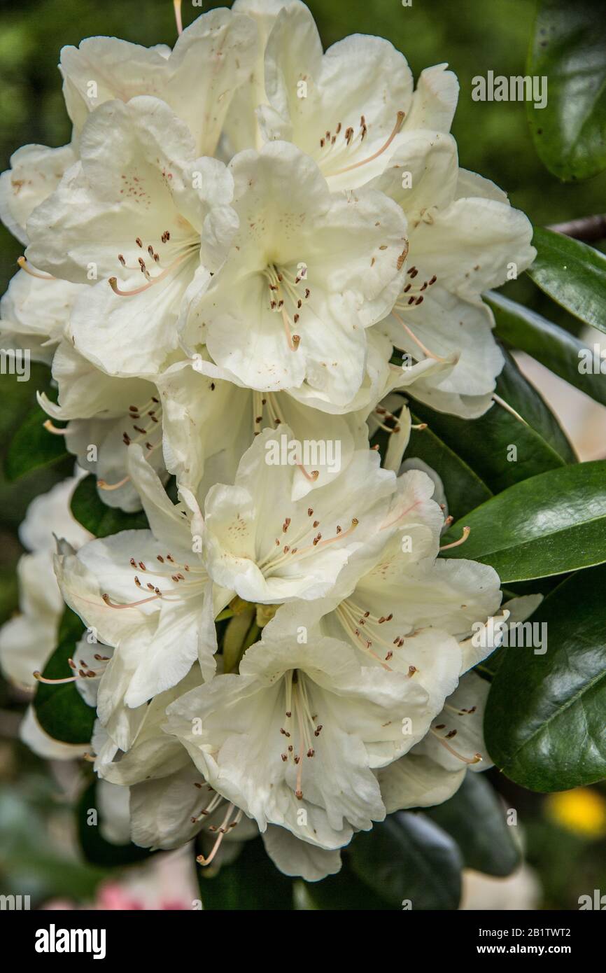 Azaleas and china hi-res stock photography and images - Alamy