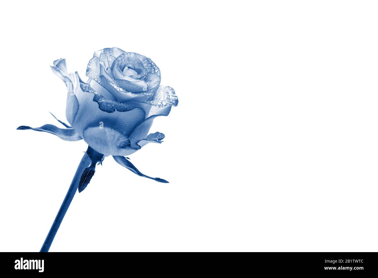 Blue rose flower isolated on white background. Rose toned in trendy ...