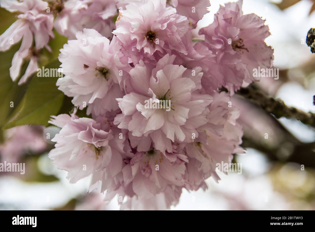 Azalea tree in bloom Stock Photo - Alamy