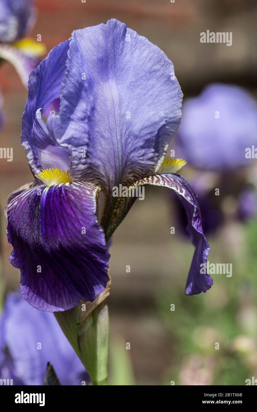 Bearded iris with blue flowers Stock Photo - Alamy