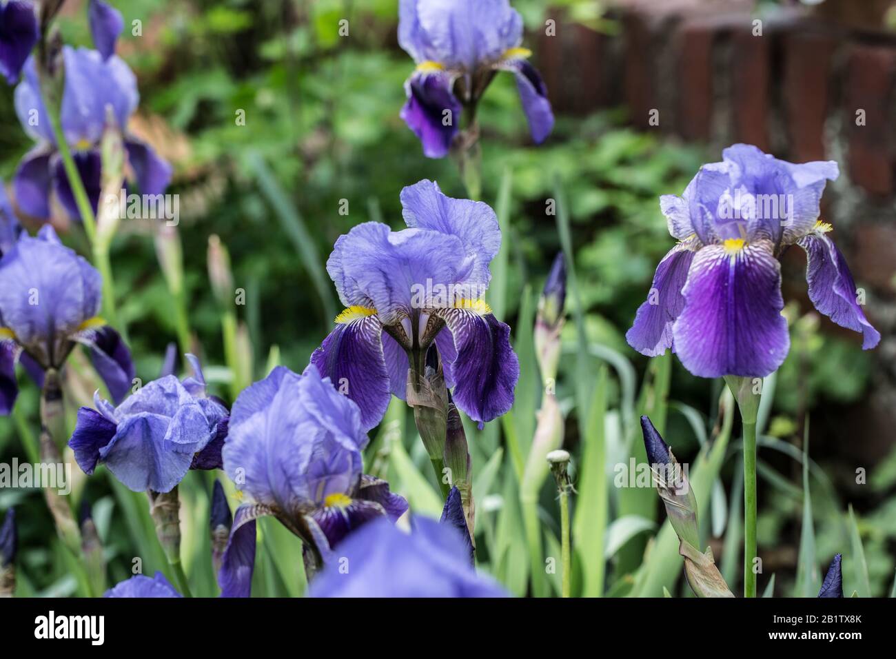 Bearded iris with blue flowers Stock Photo - Alamy