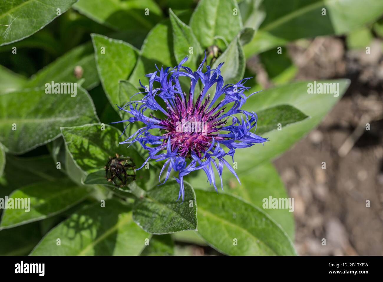 blue knapweed on meadow Stock Photo - Alamy