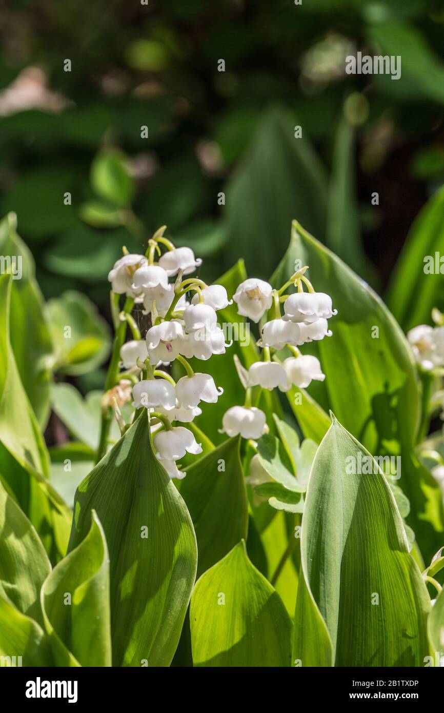 Racemose inflorescence hi-res stock photography and images - Alamy