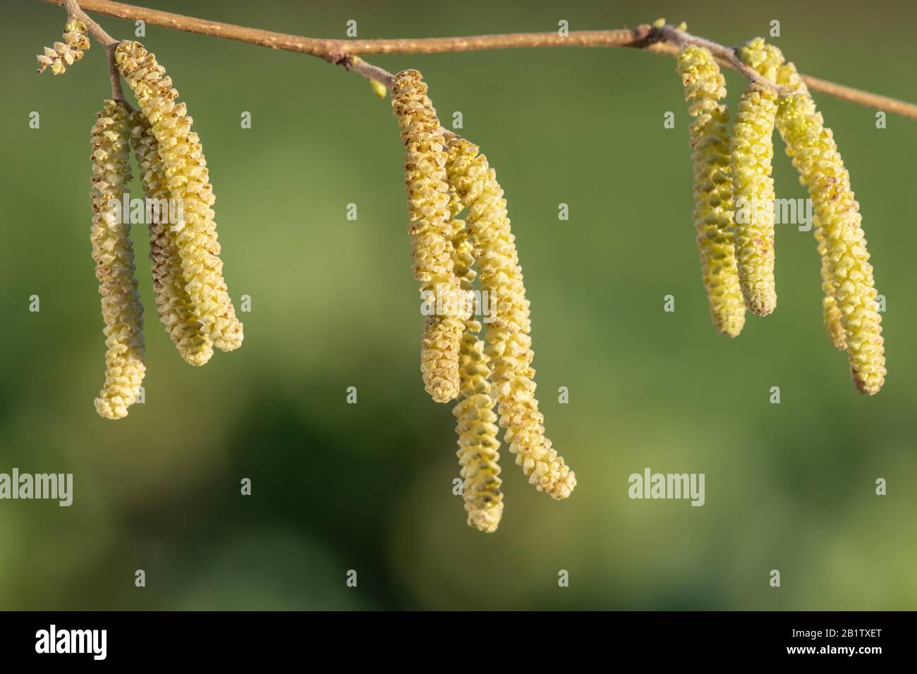 Mature male catkins on a Hazel tree (corylus avellana Stock Photo - Alamy
