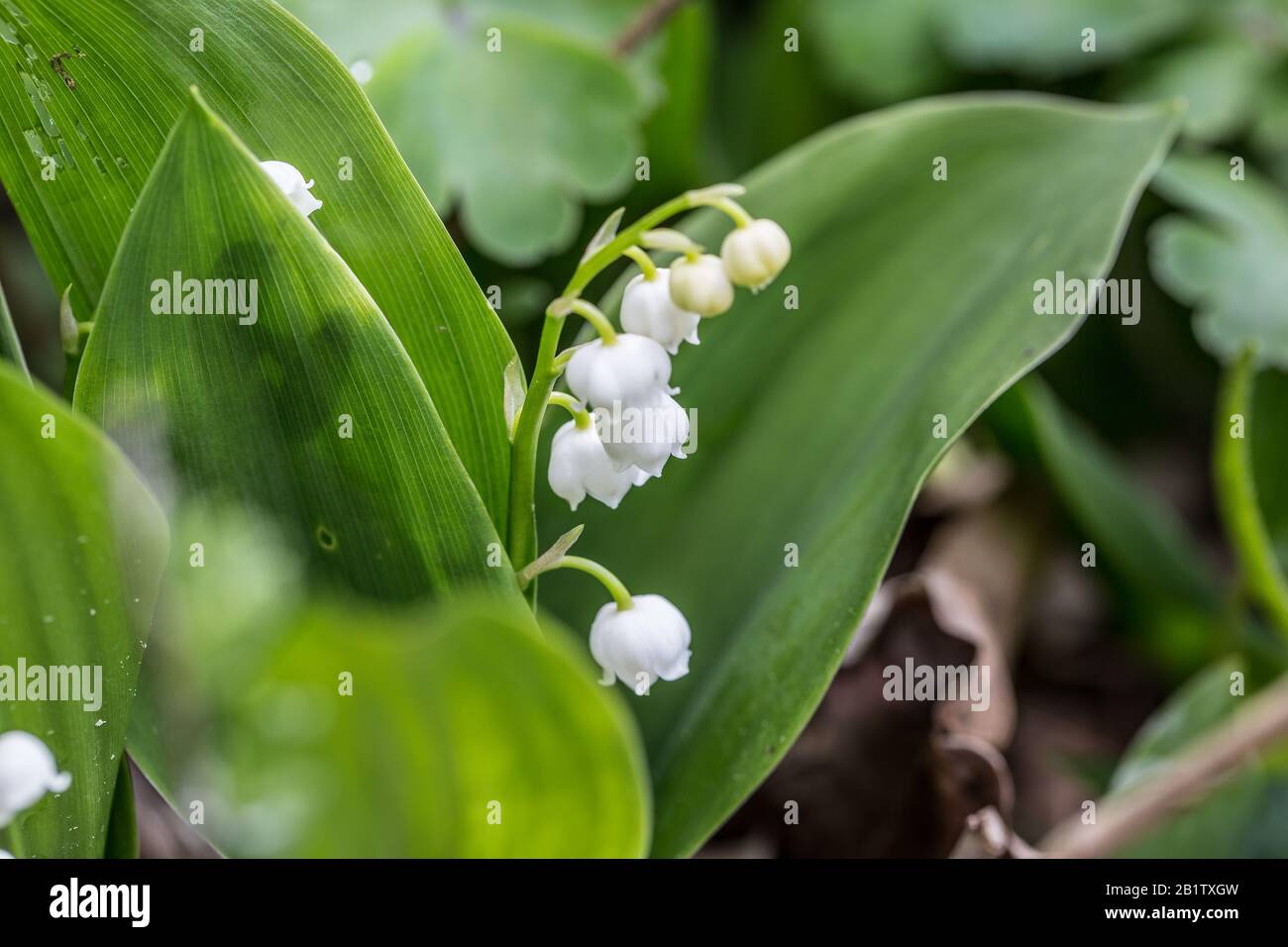 Lily of the valley with racemose inflorescence Stock Photo - Alamy
