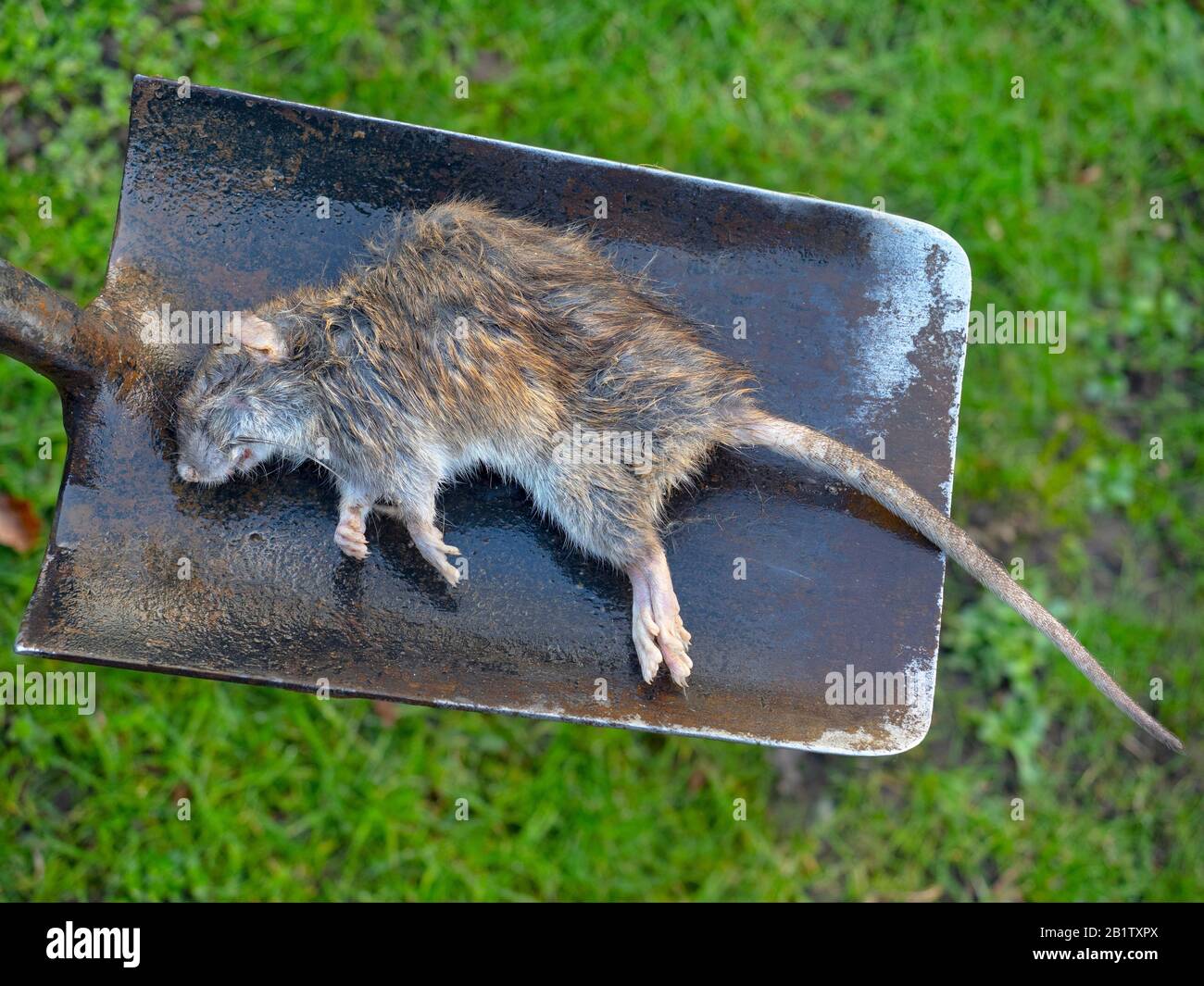 dead Brown Rat Rattus norvegicus poisoned Stock Photo - Alamy