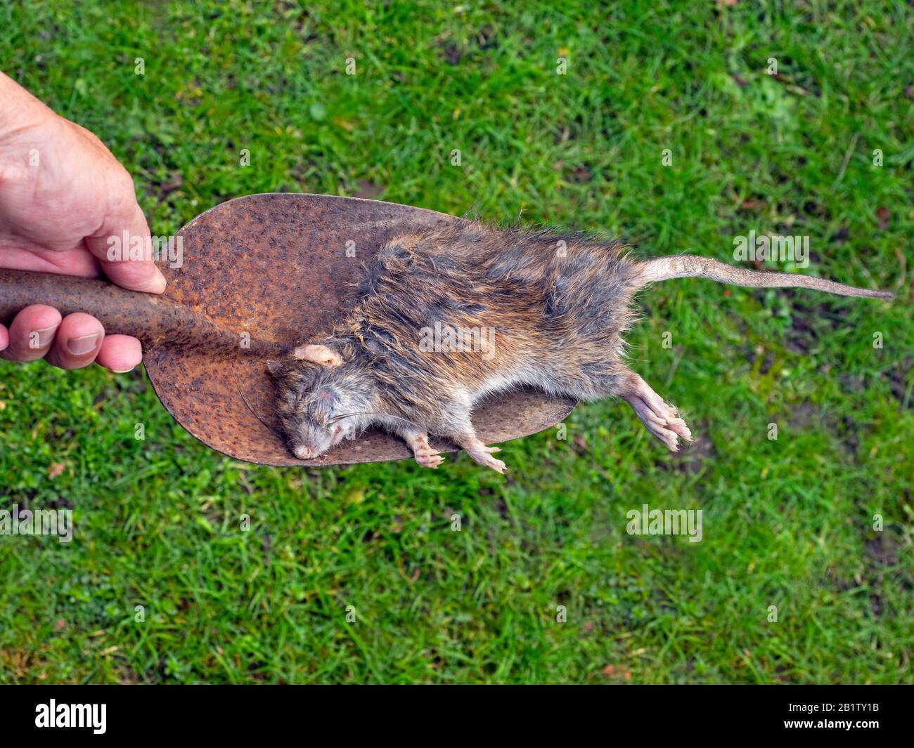 dead Brown Rat Rattus norvegicus poisoned Stock Photo - Alamy