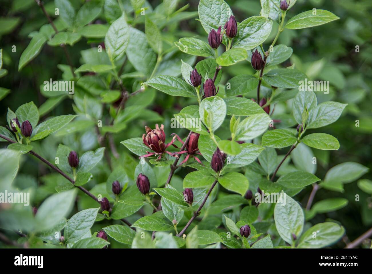 Spice shrub hi-res stock photography and images - Alamy
