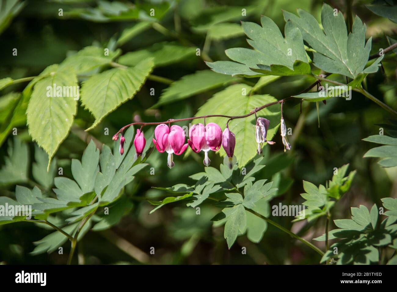 Red poppy bleeding hi-res stock photography and images - Alamy