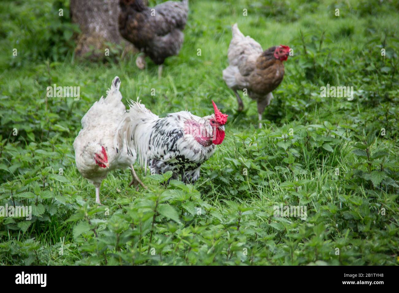 Chickens pecking hi-res stock photography and images - Alamy