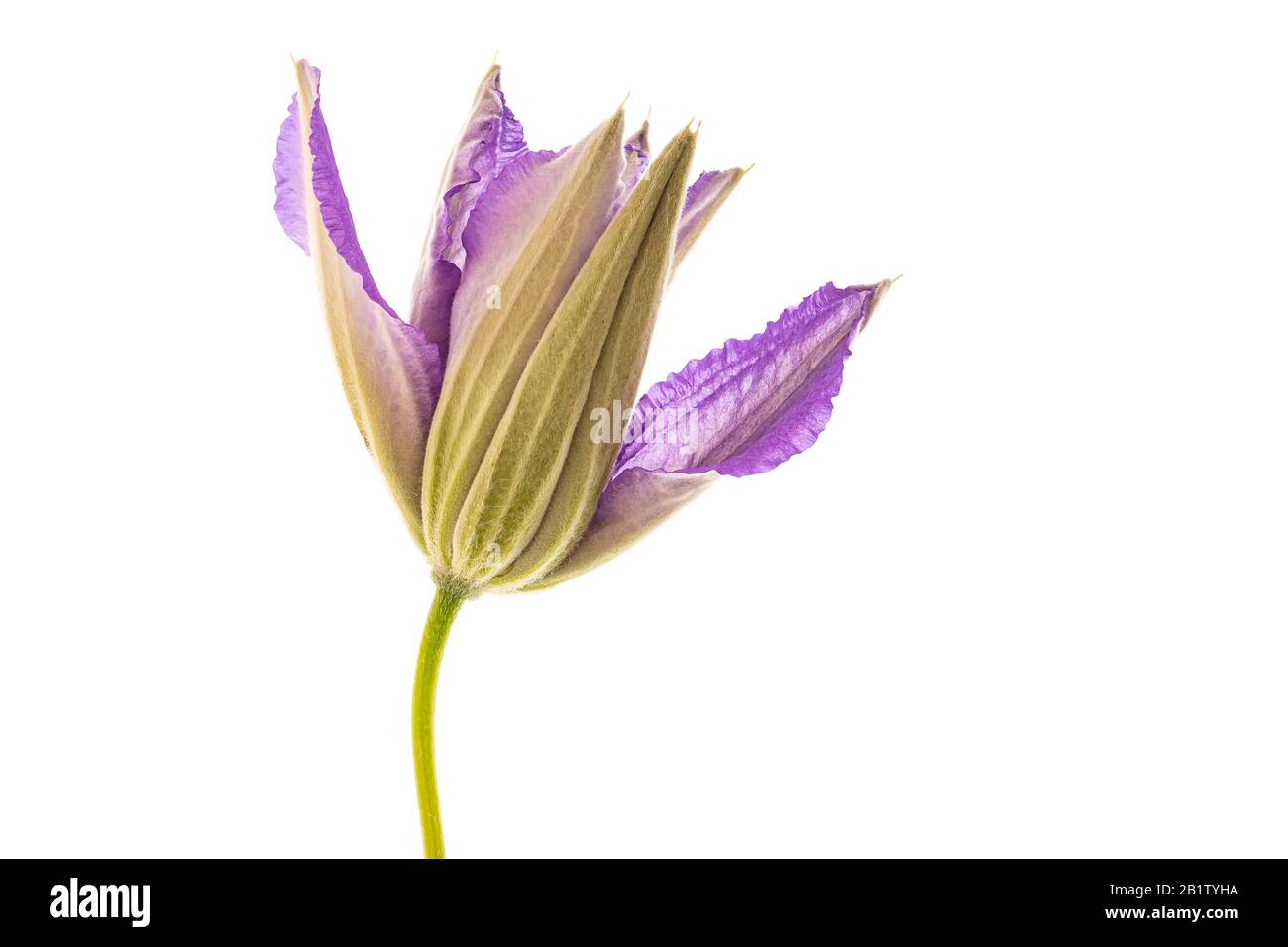 Clematis flower bud Cut Out Stock Images & Pictures - Alamy