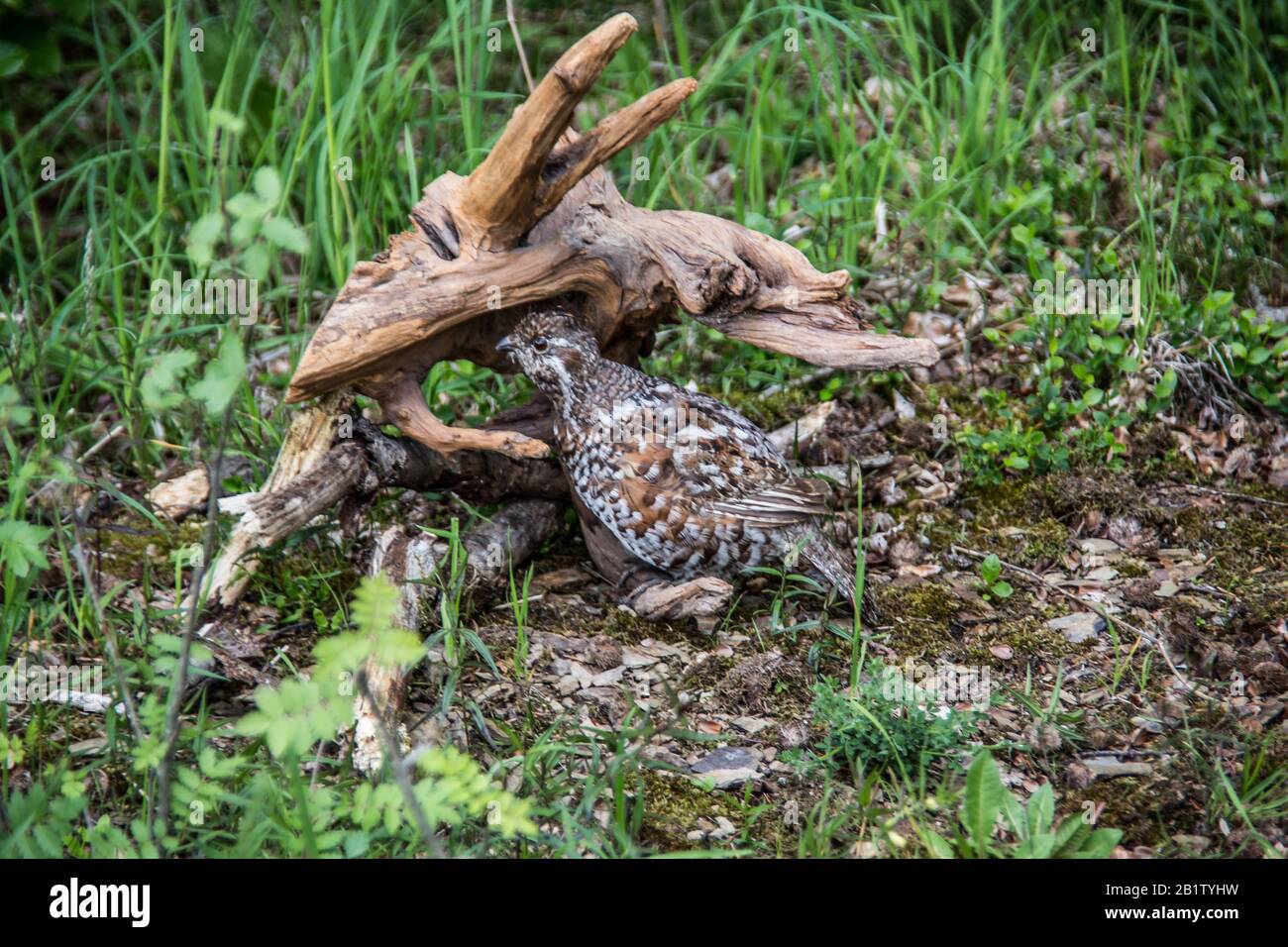 Pheasant Hiding In Grass High Resolution Stock Photography and Images ...