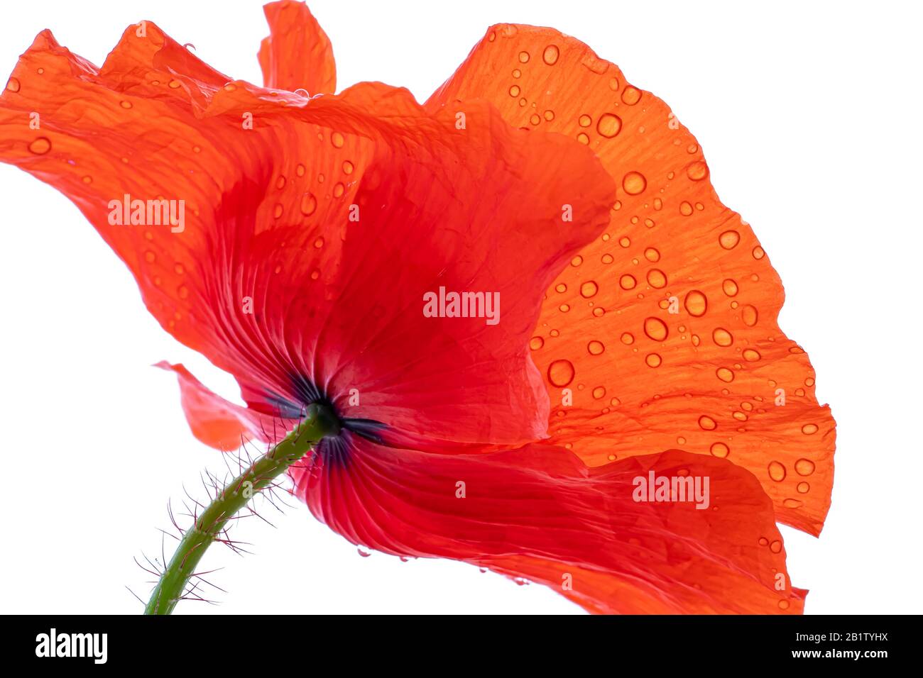 White bloom rain drops Cut Out Stock Images & Pictures - Alamy