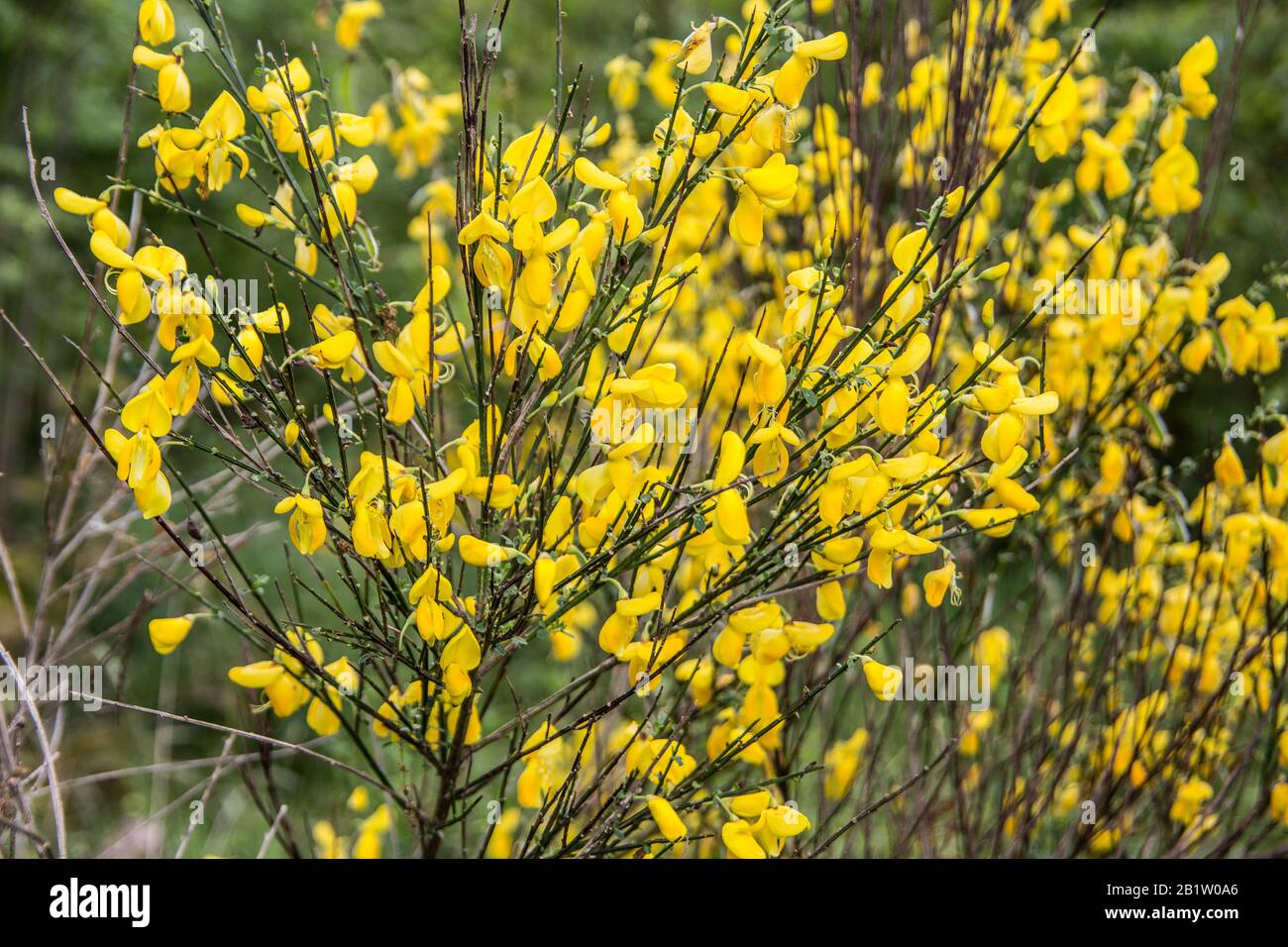 Broom broom in yellow bloom Stock Photo - Alamy