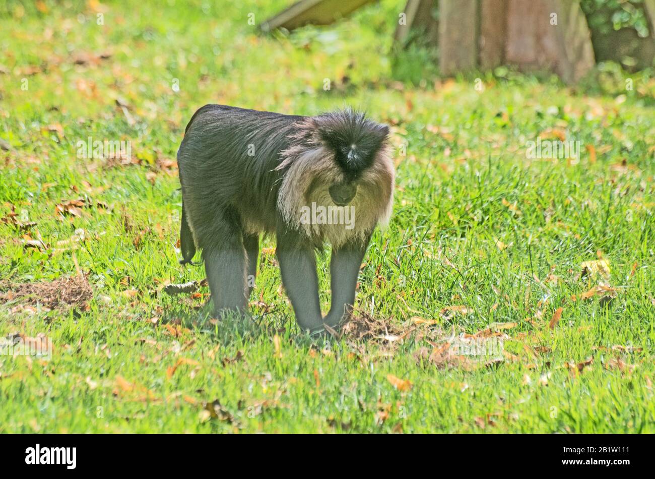 Lion tailed monkey hi-res stock photography and images - Alamy
