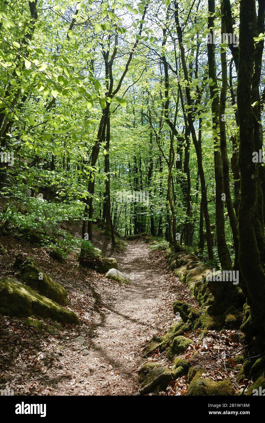 Path in a forest in Brittany Stock Photo - Alamy